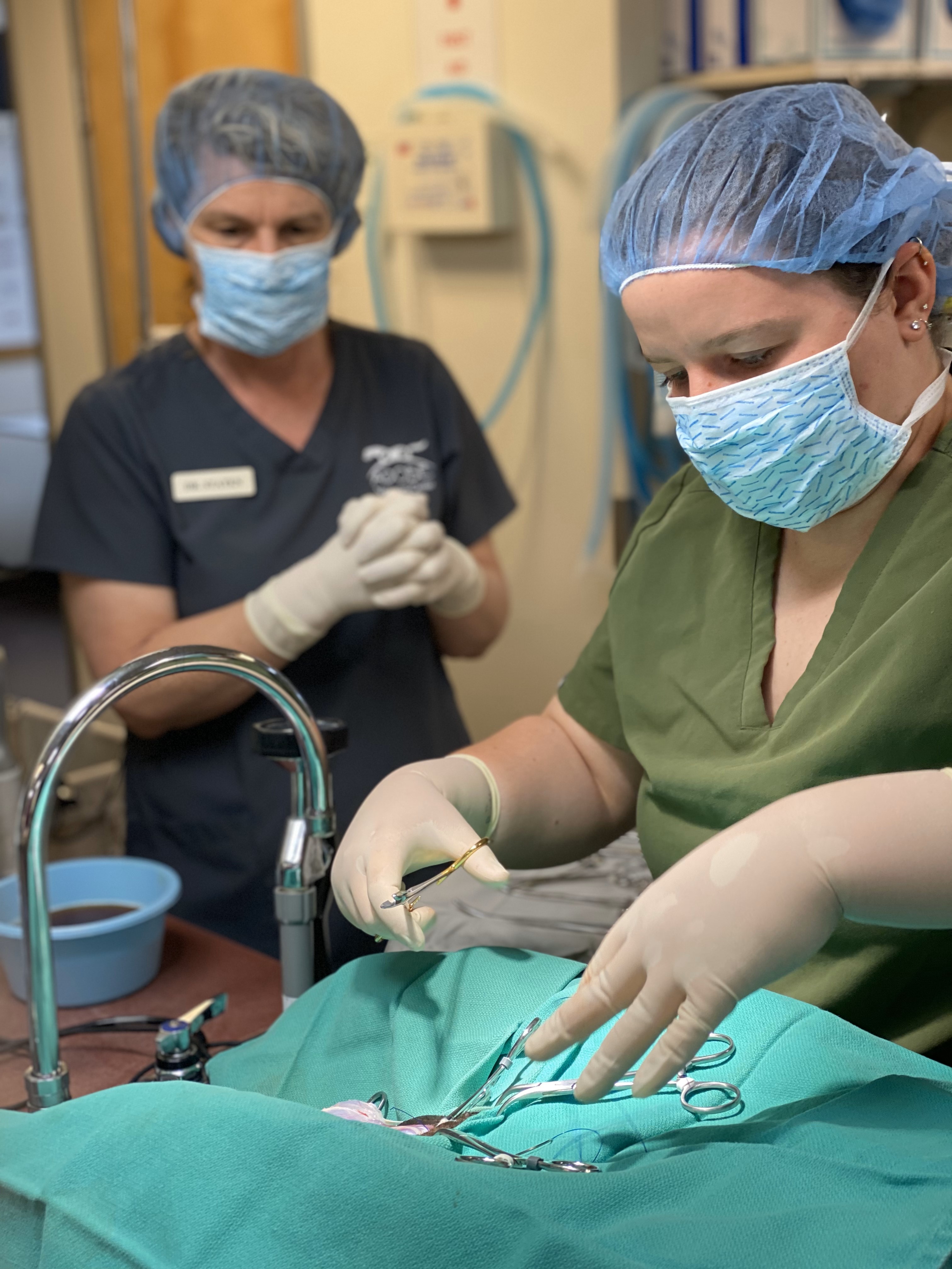 An Insider's Look at a Mixed-Animal Clinical Site | VetCat Insider